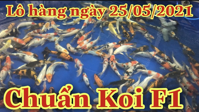 Cá koi F1 - King Koi Farm